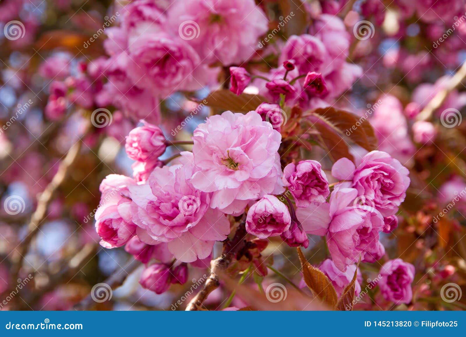 Flowering sakura stock photo. Image of april, cherry - 145213820