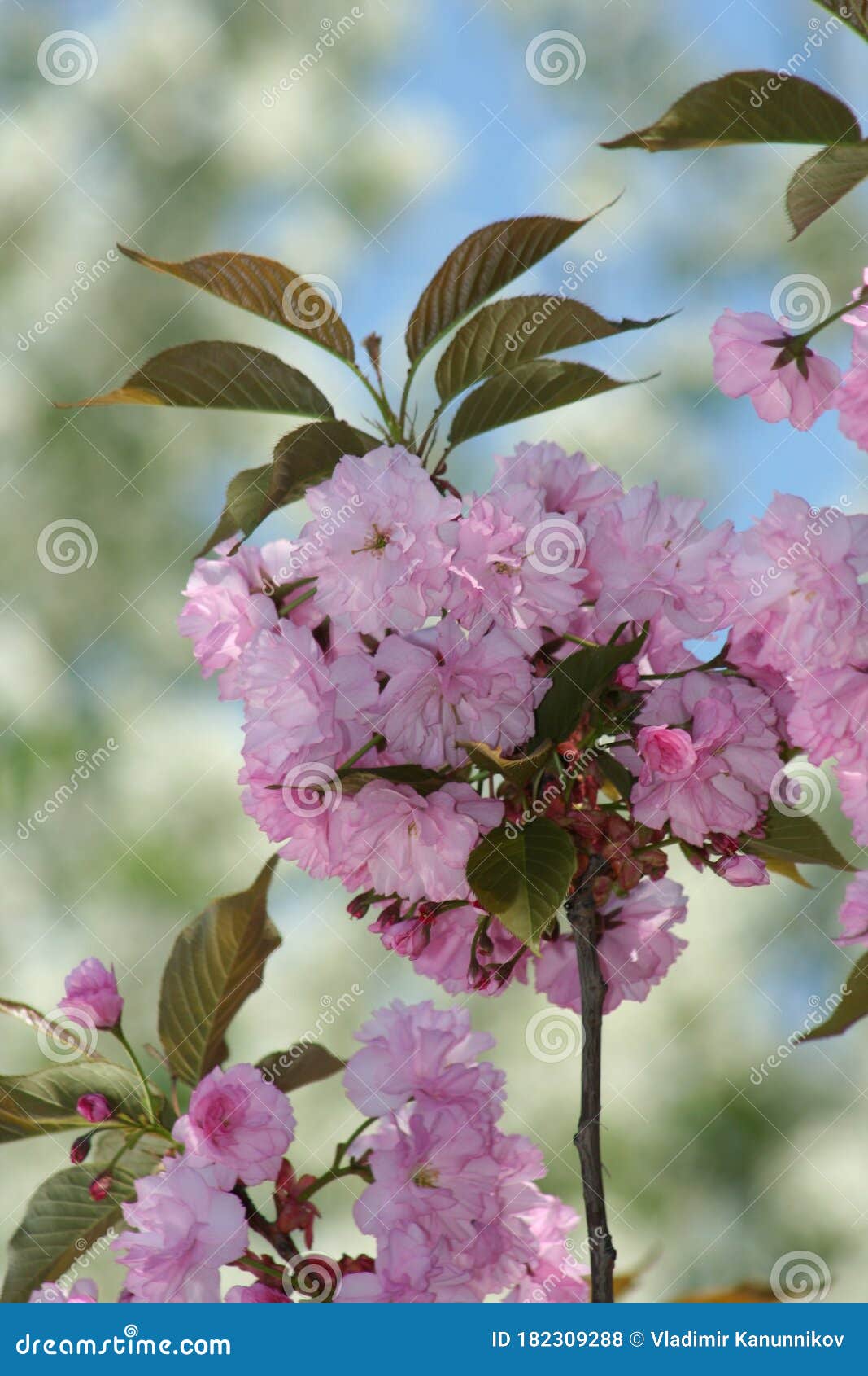 Flowering sakura tree stock photo. Image of florets - 182309288