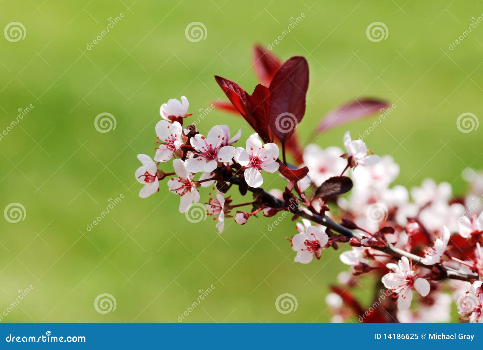 Flowering sand cherry tree stock image. Image of background - 14186625