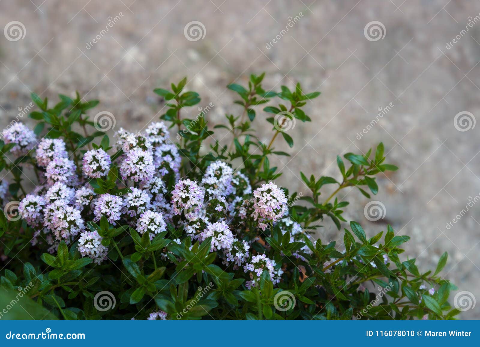 Flowering Savory in Front of a Blurred Stone Background with Cop Stock ...