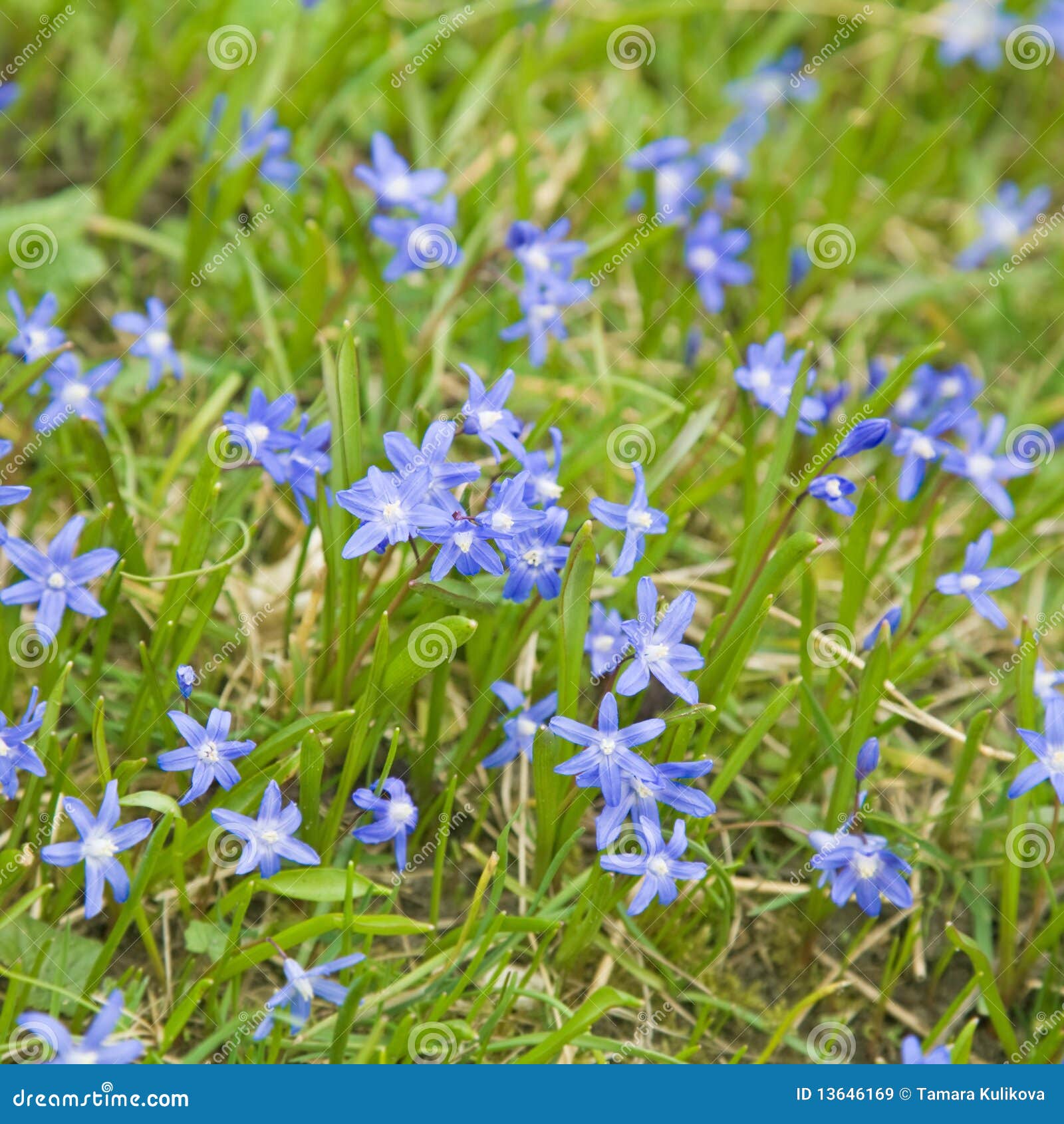 Flowering Scilla ( Squills) Stock Image - Image of perennial, bright ...