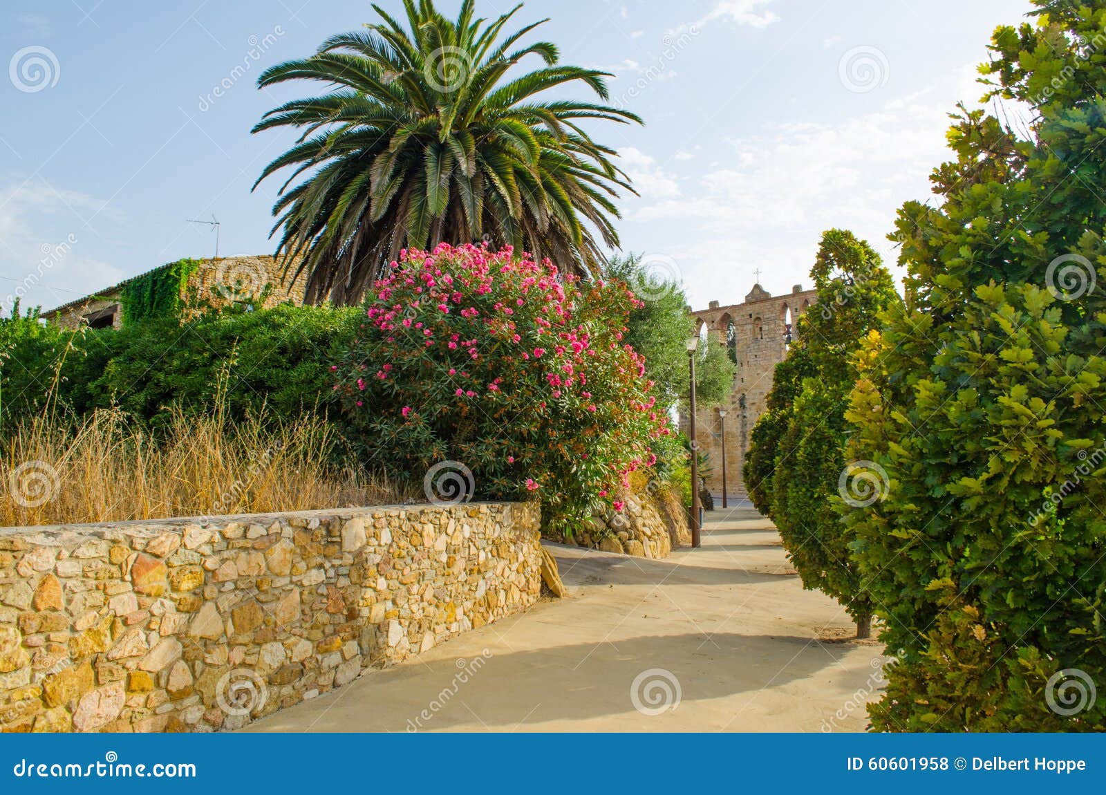 Flowering Shrub Along Church Walkway Stock Photo - Image of flowering ...