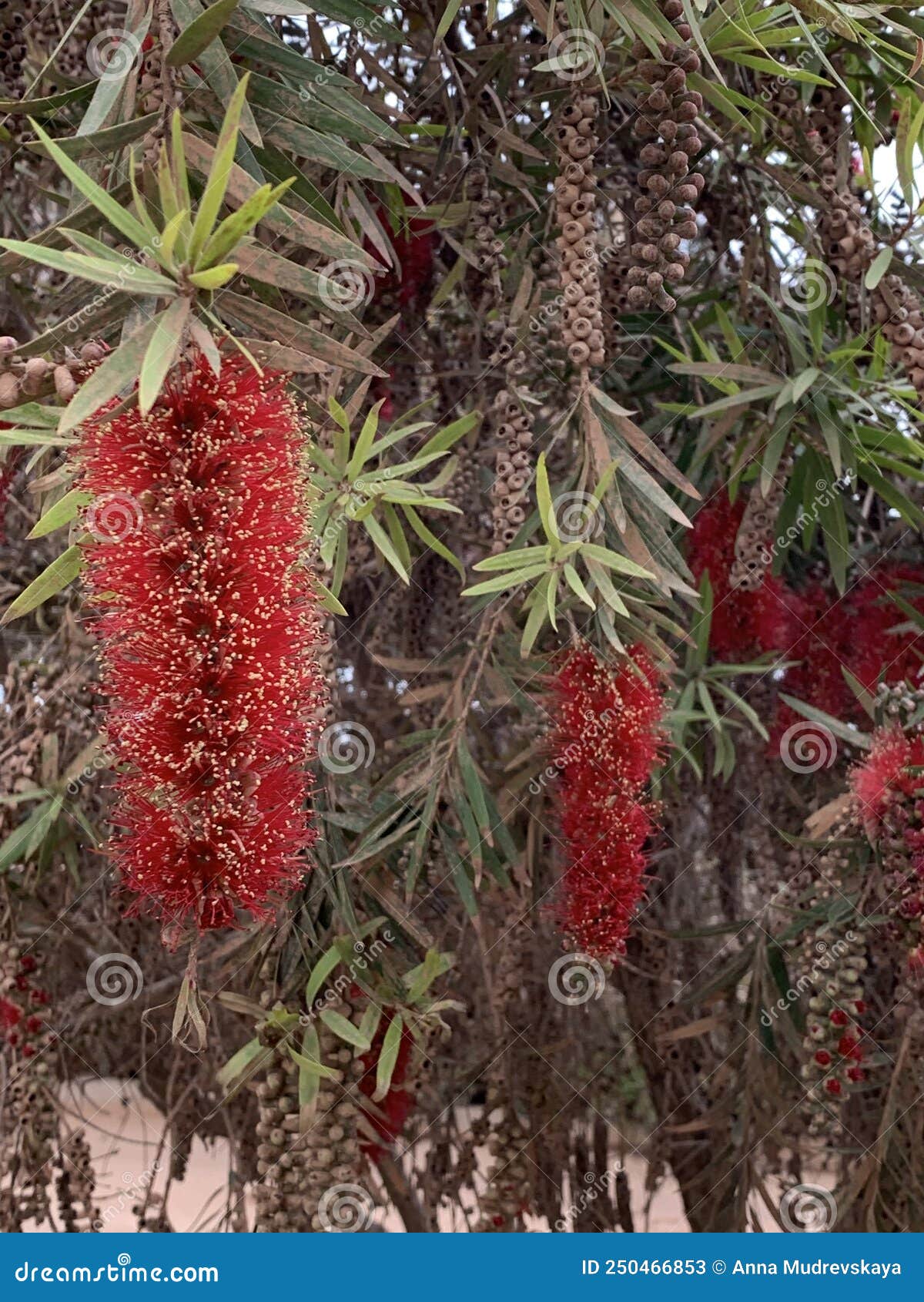 A Flowering Shrub Called Callistemon. Close-up Stock Image - Image of ...