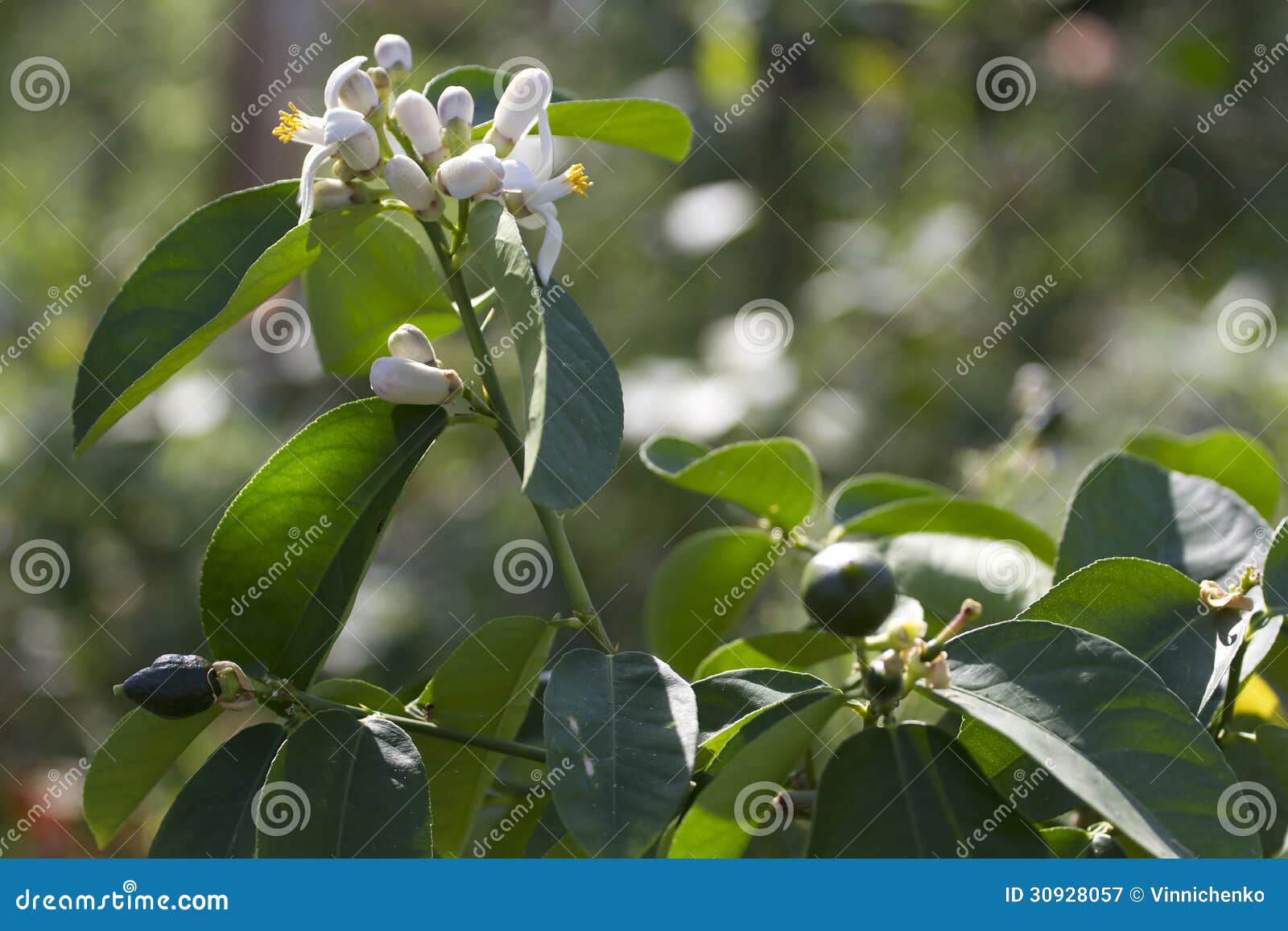 Flowering shrub lemon. stock image. Image of life, closeup - 30928057