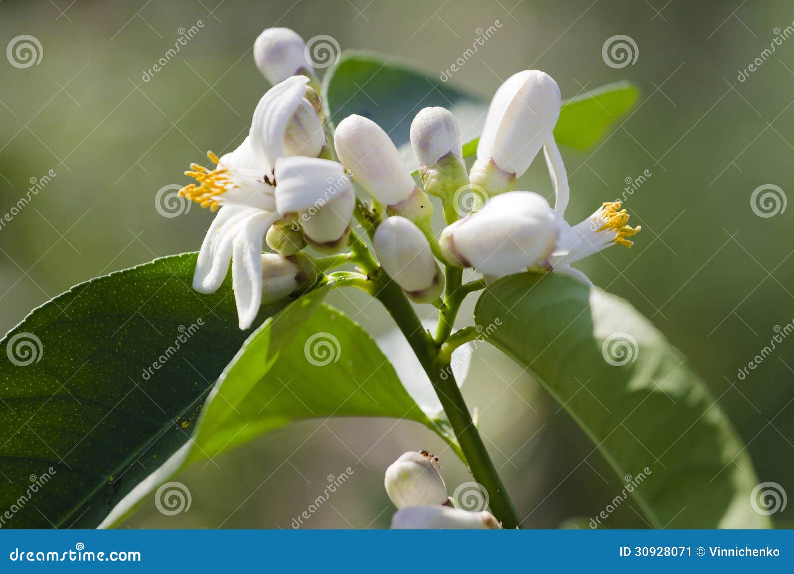 Flowering shrub lemon. stock image. Image of ingredient - 30928071