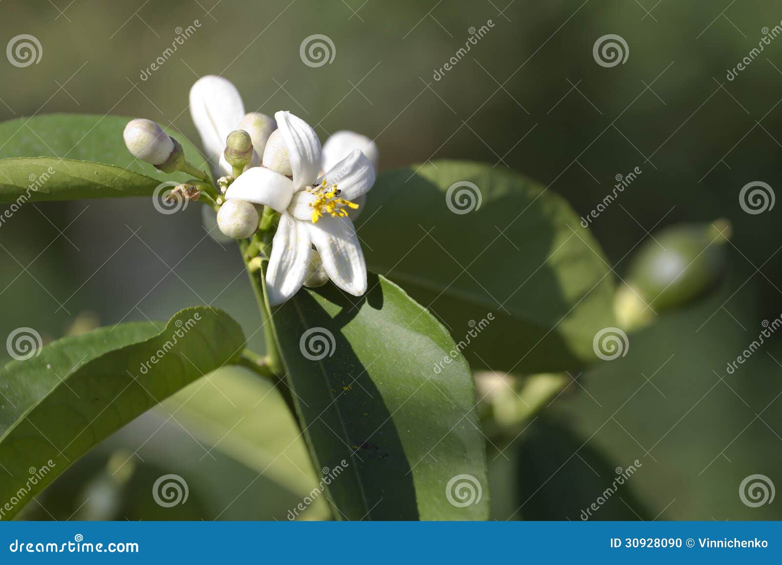 Flowering shrub lemon. stock photo. Image of fresh, leaf - 30928090