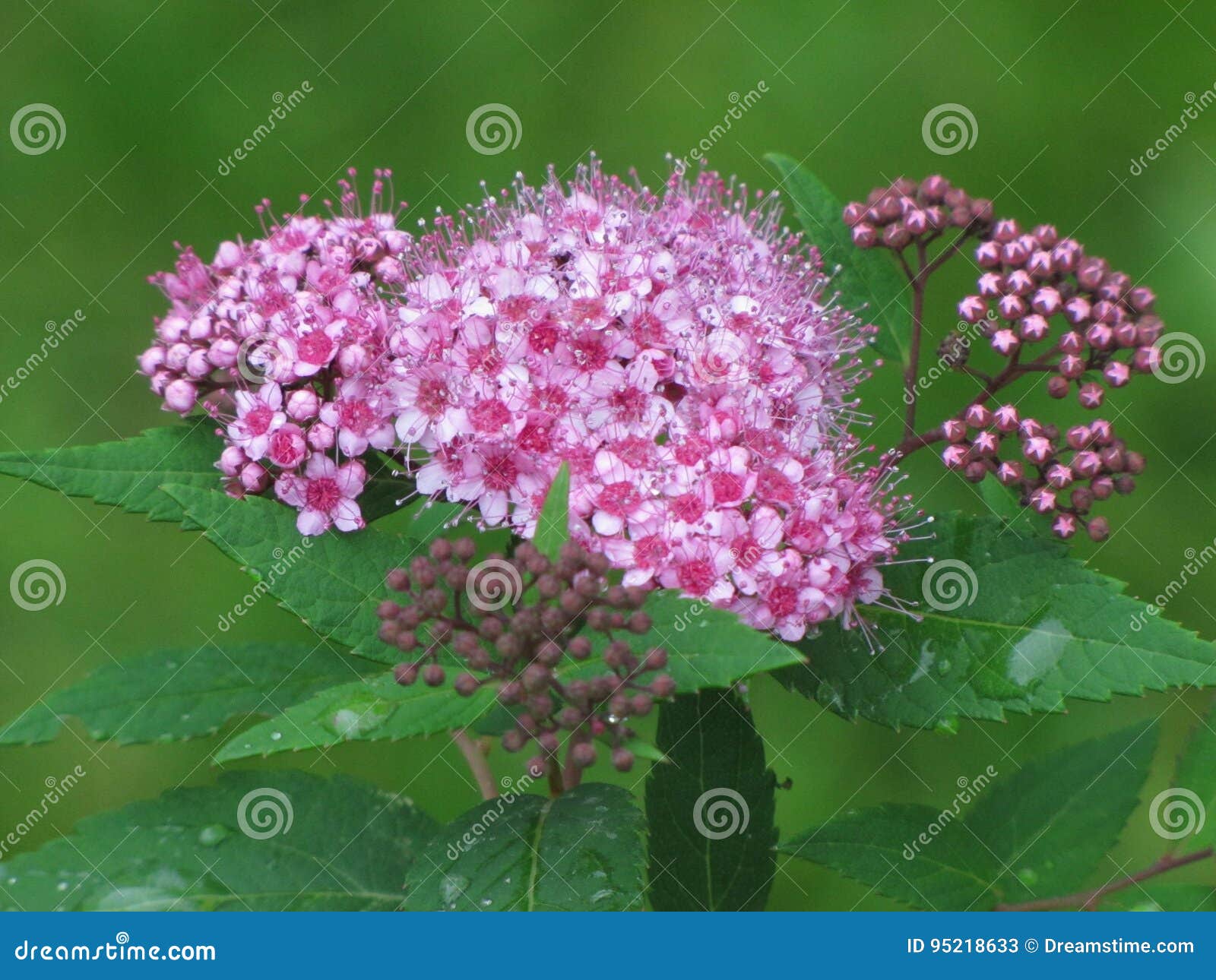Flowering Shrub after a Rain Stock Image - Image of bush, drops: 95218633