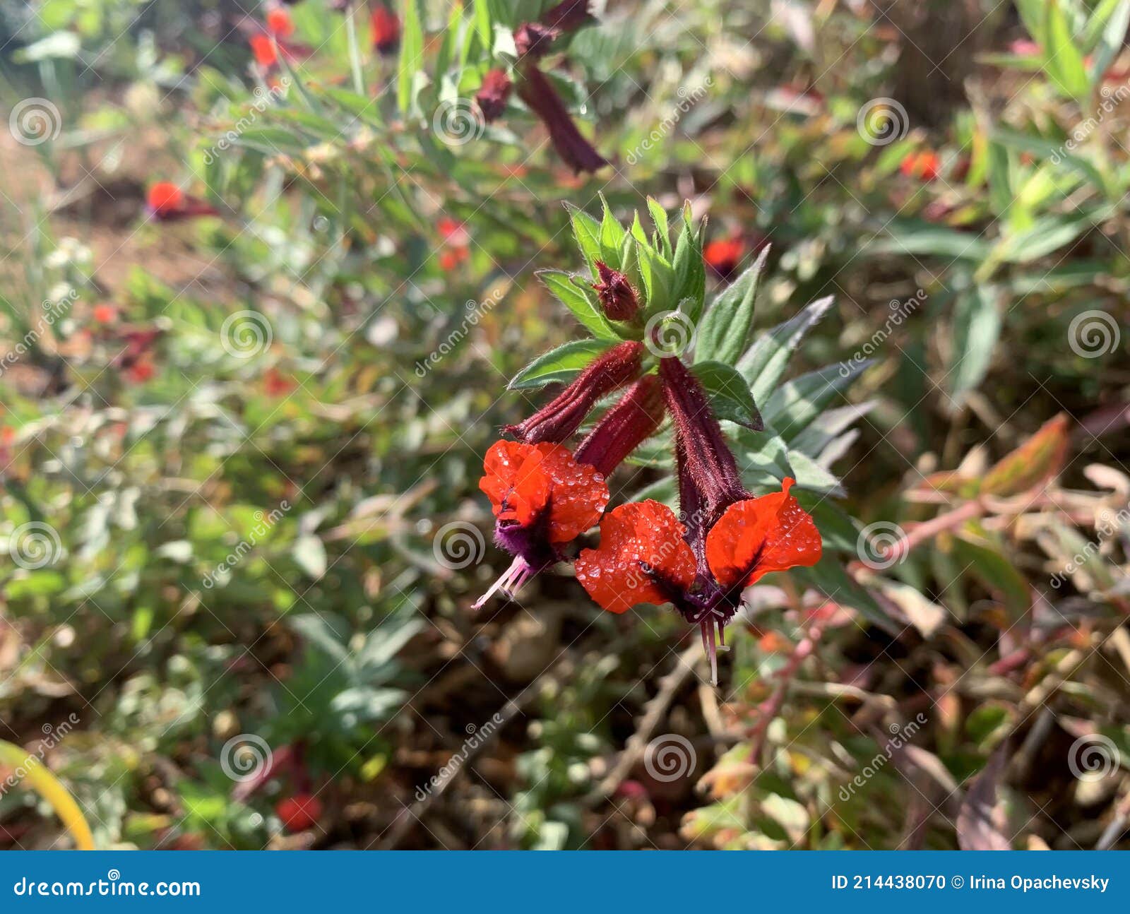 Flowering Shrub Red Cuphea Latin - Cuphea Llavea Stock Photo - Image of ...