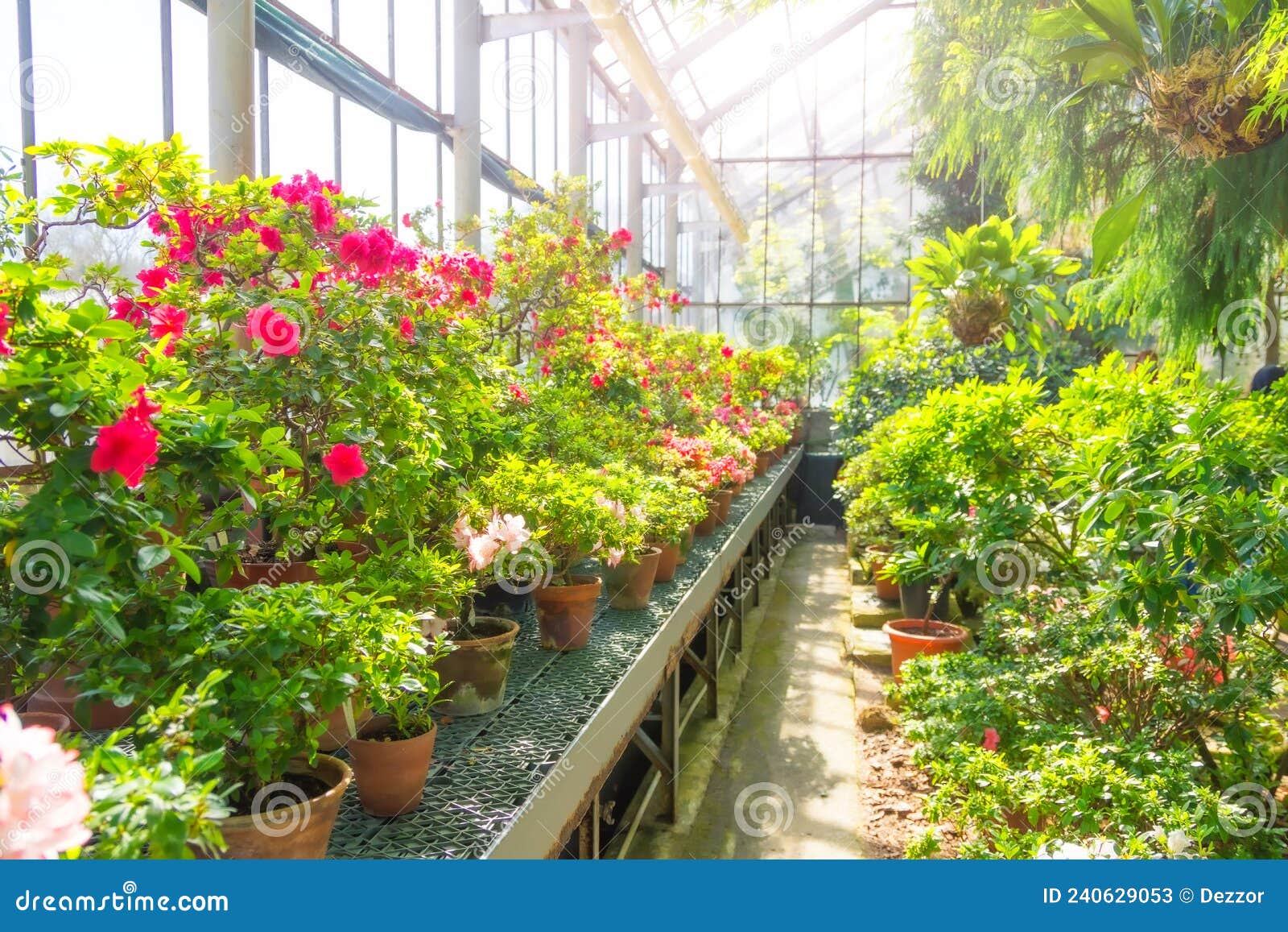 Flowering Shrubs in a Subtropical Greenhouse with Various Plants in ...