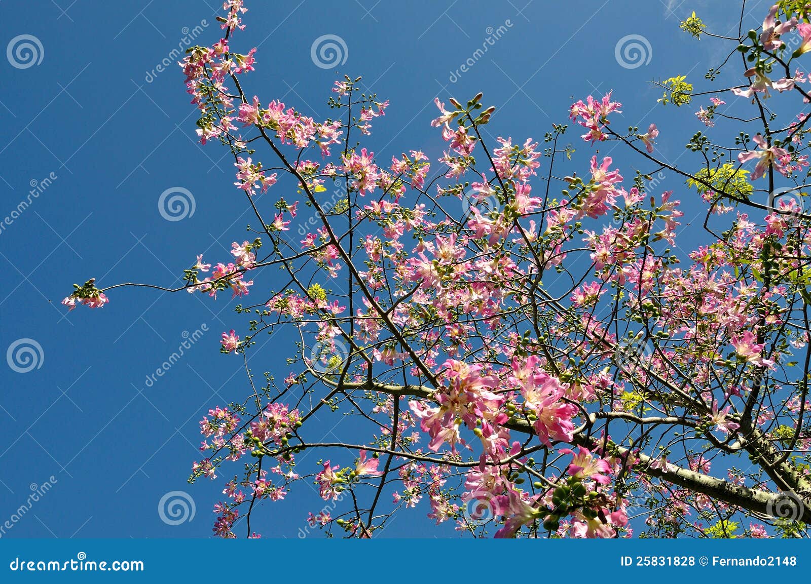 Flowering Silk Floss Tree stock photo. Image of nature - 25831828