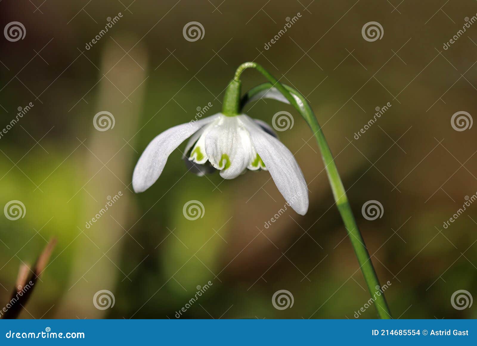 Single Snowdrop Growing In The Sand Of A Riverbank, Also Called ...