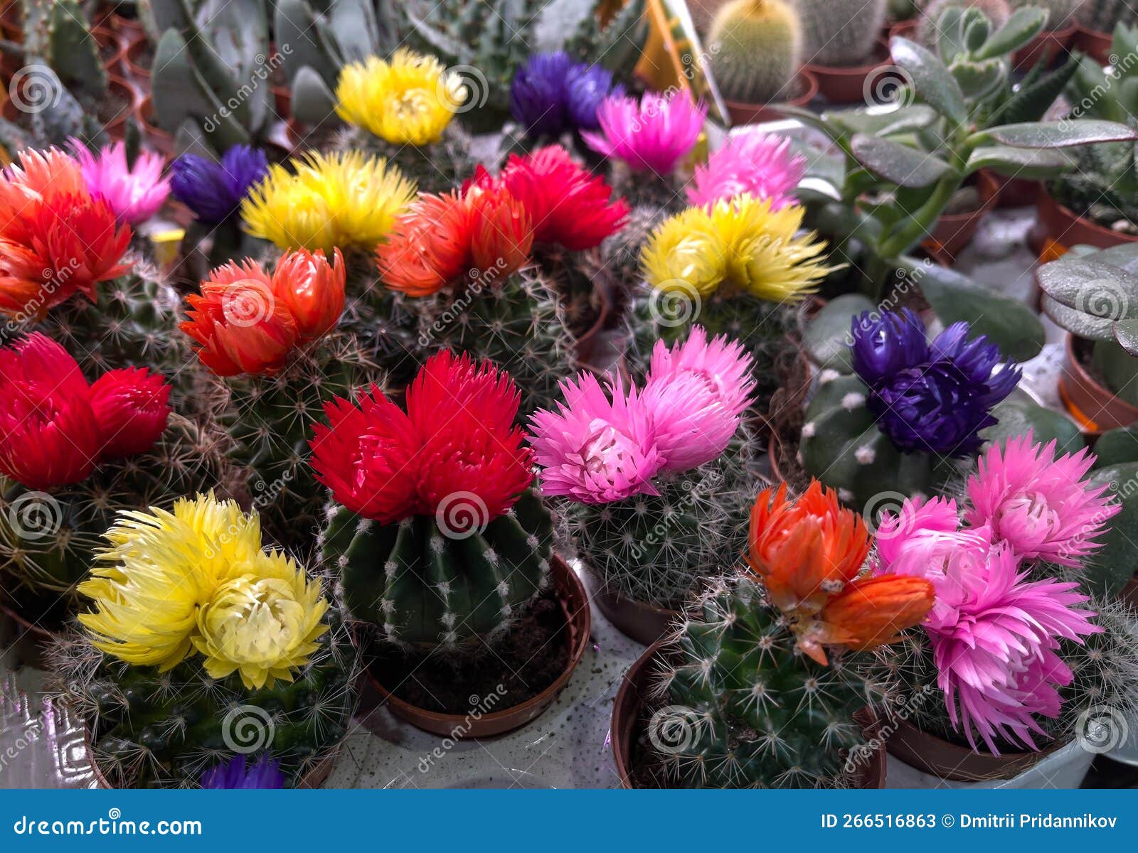 Flowering of Small Cacti in Different Colors Stock Image - Image of ...