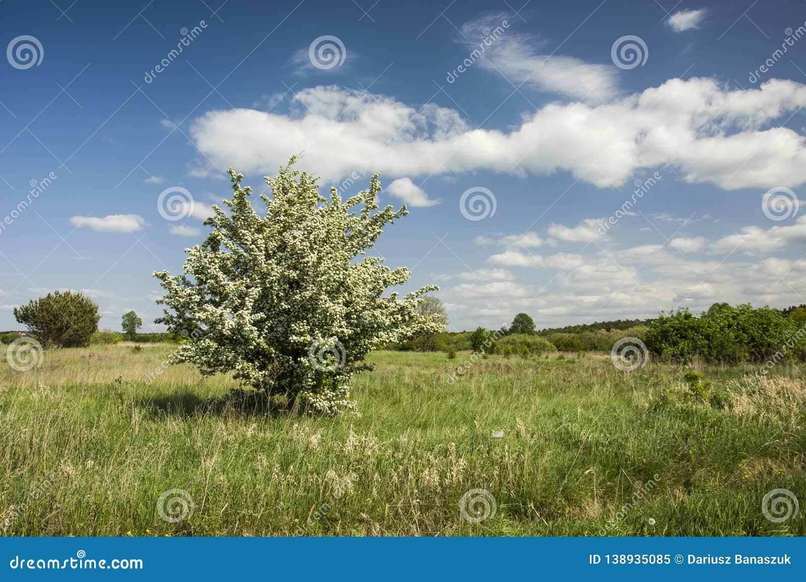 Flowering Small Single Tree in the Meadow and Clouds in the Sky Stock ...