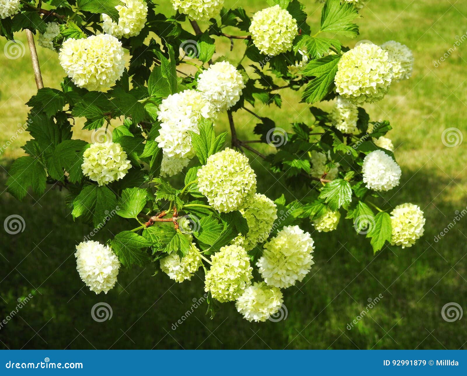 Flowering snowball bush stock image. Image of lithuania - 92991879