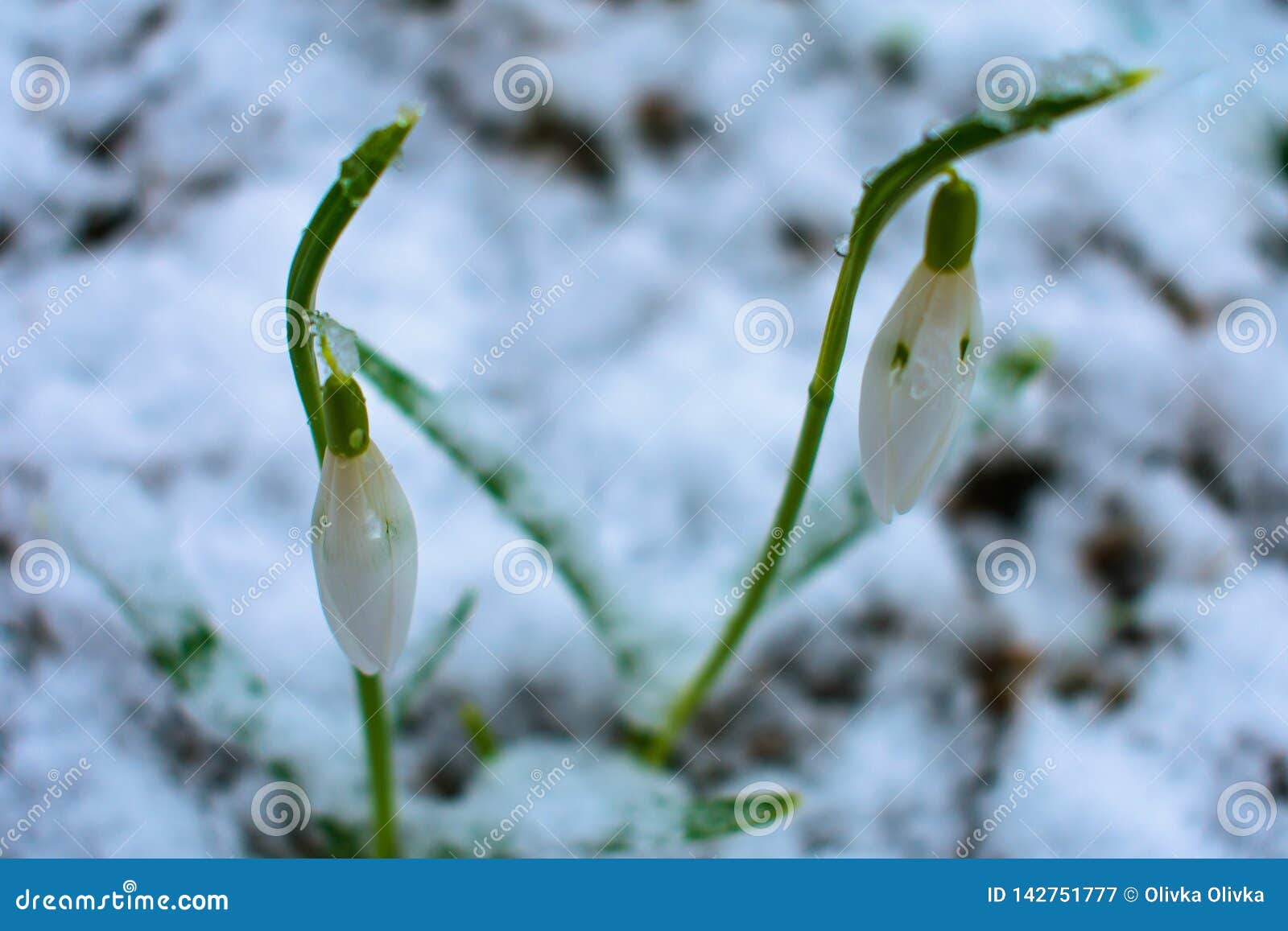 Snowdrop in the snow stock image. Image of detail, closeup - 142751777