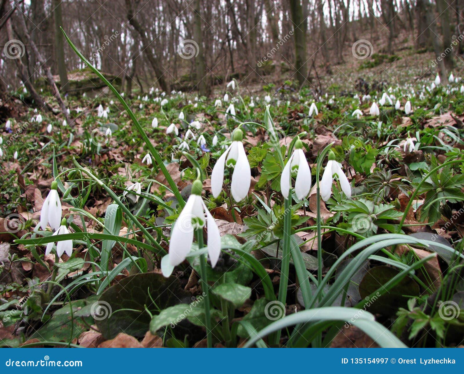 Flowering Snowdrops in the Woods Stock Image - Image of bokeh, leaf ...
