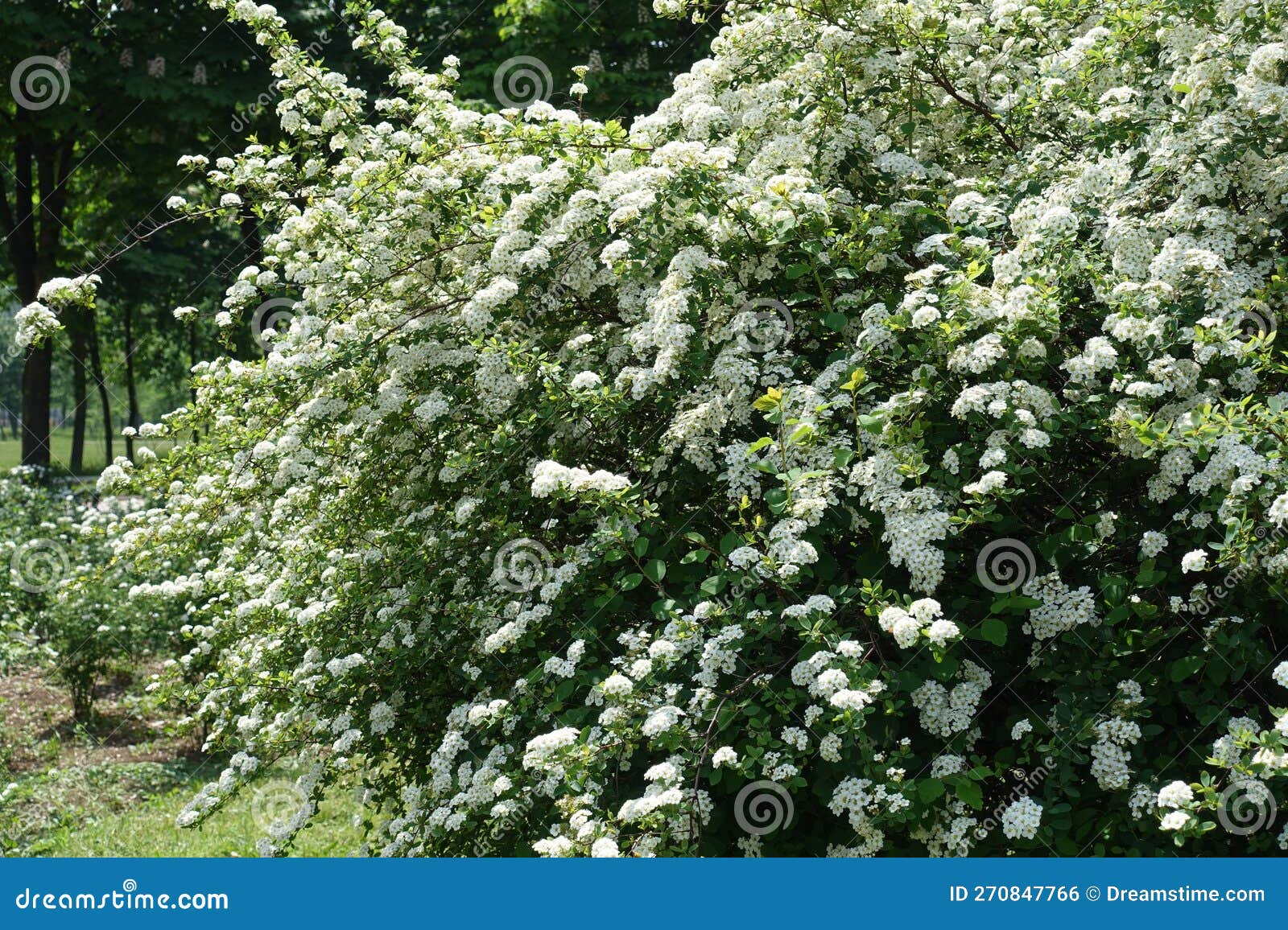 Flowering Spiraea Vanhouttei Bush in May Stock Photo - Image of hedge ...