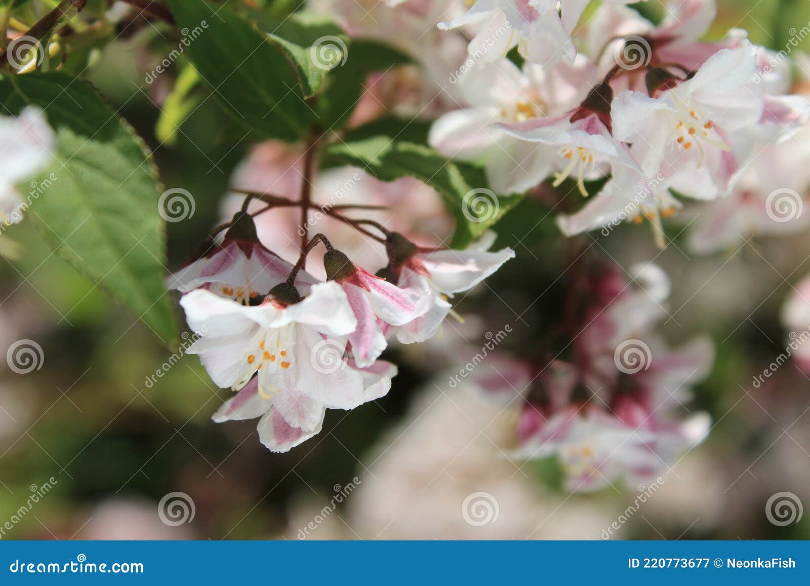 Deutzia Rosea Carminea Stock Photos - Free & Royalty-Free Stock Photos ...