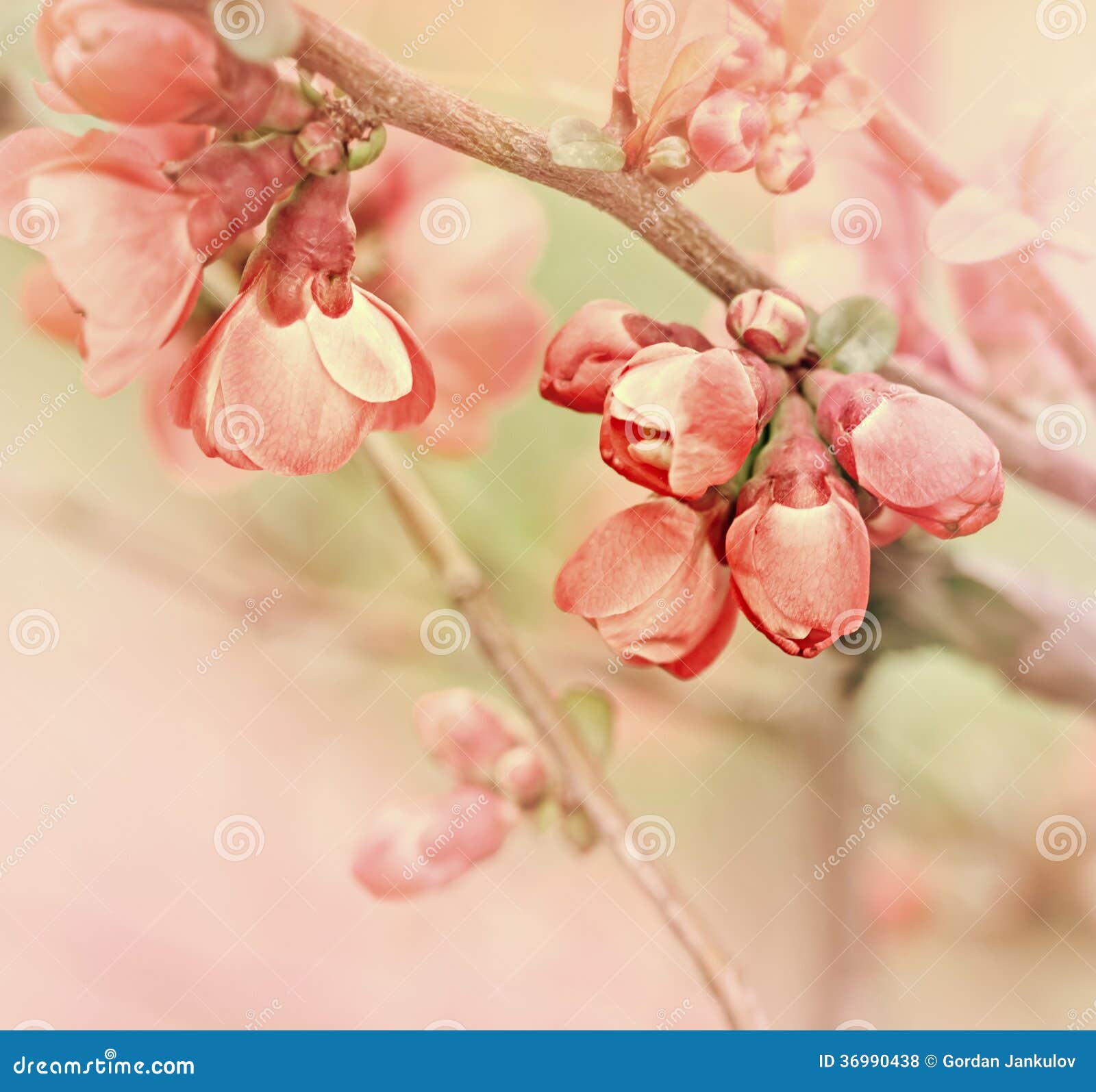 Flowering in spring stock photo. Image of environment - 36990438