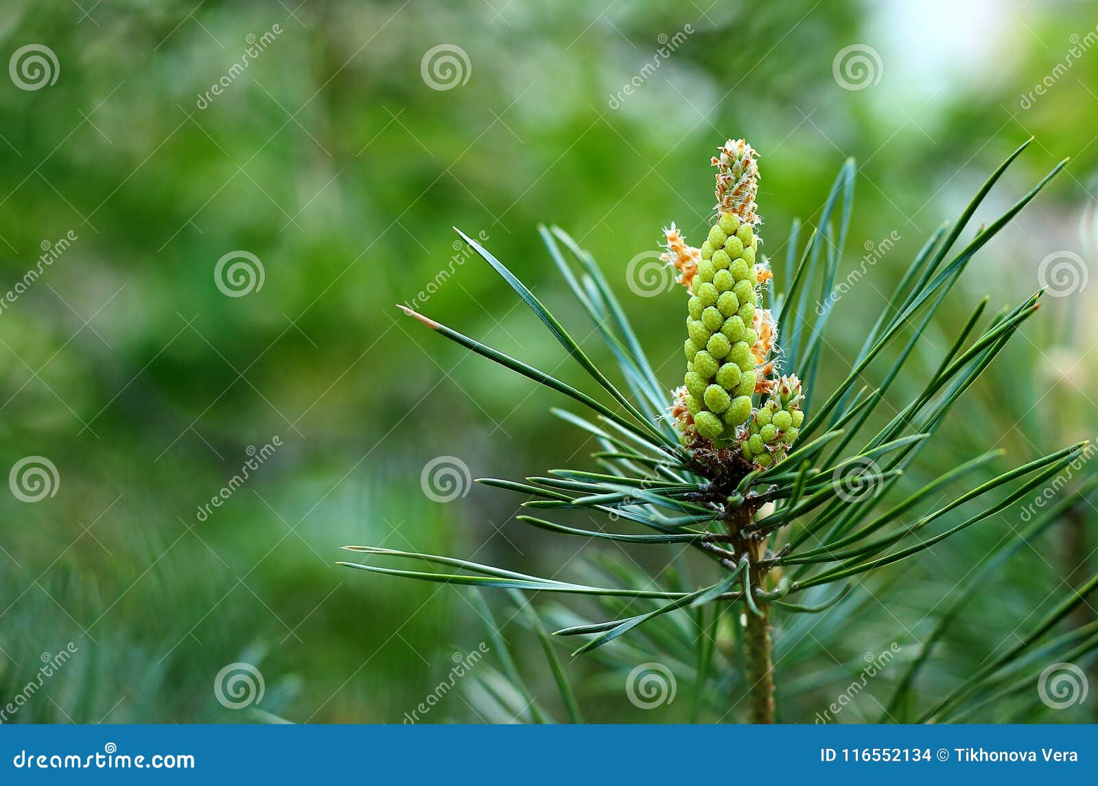 Pollen from the pine tree stock photo. Image of blurred - 116552134