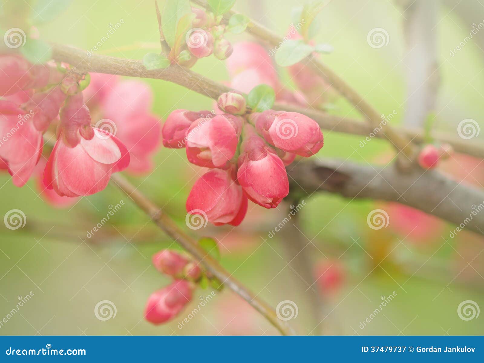 Flowering in Spring - Budding Bud Stock Image - Image of blooming, grow ...