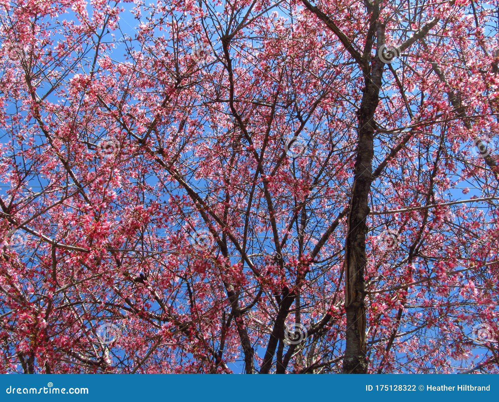 Flowering Spring Cherry Tree2 Stock Photo - Image of blooming, blooms ...