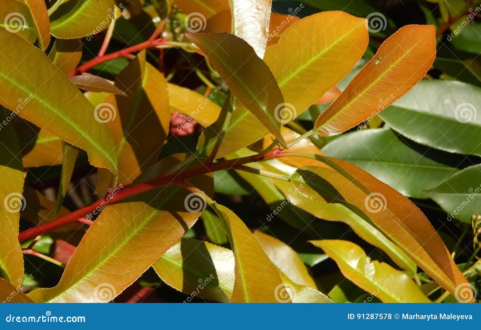 Flowering spring ficus stock photo. Image of colorful - 91287578