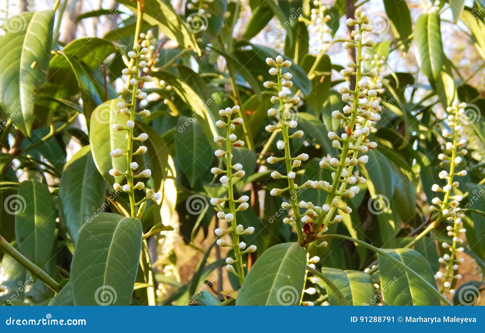 Flowering spring ficus stock image. Image of spring, colorful - 91288791