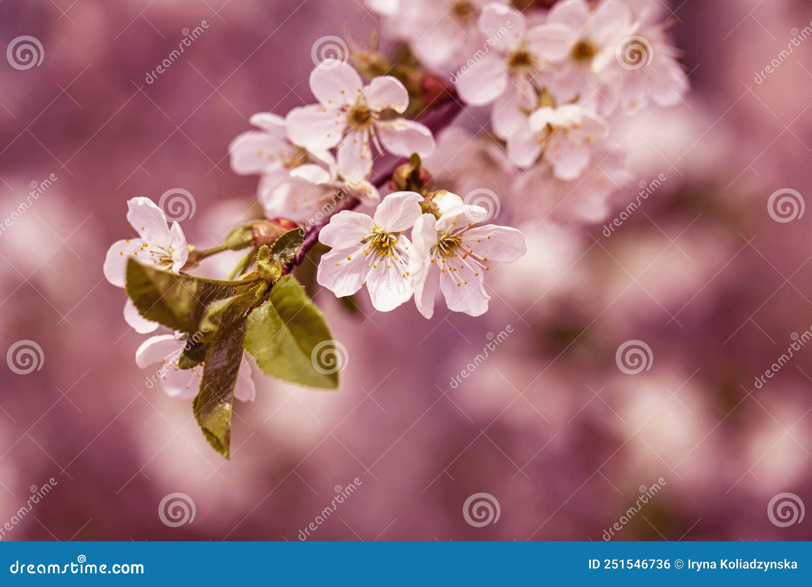 Flowering Spring Fruit Tree. Springtime Stock Photo - Image of growth ...