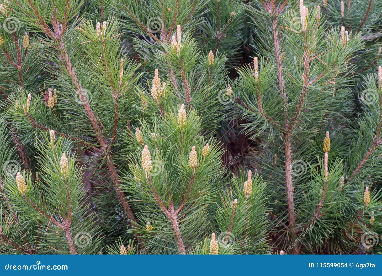 Flowering Spring Pine Branches Stock Photo - Image of detail, nature ...