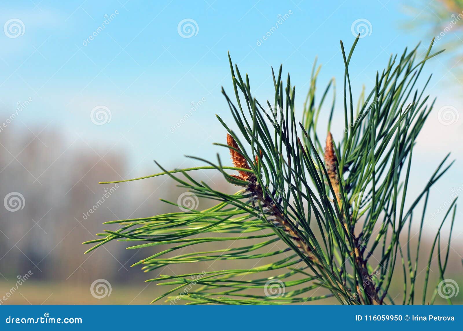 Flowering Spring Pine Branches Closeup Stock Photo - Image of fresh ...