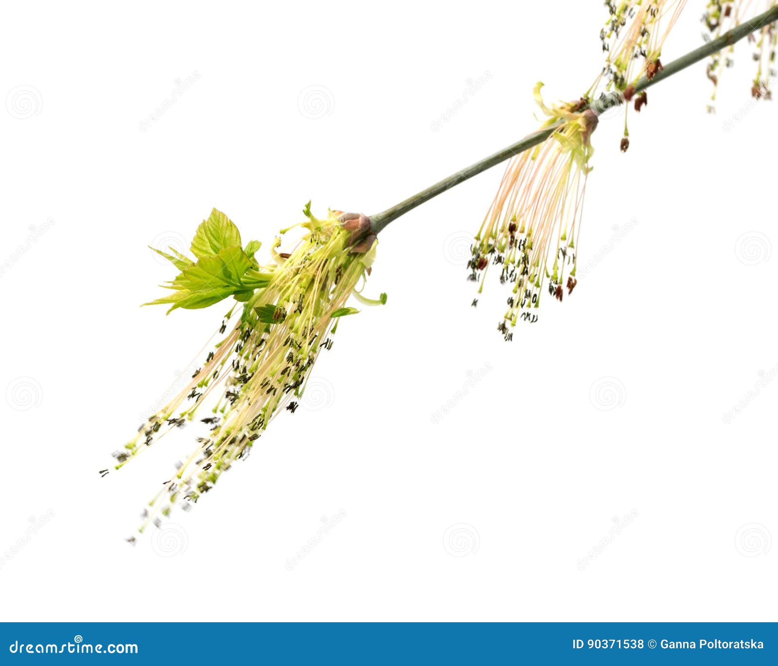 Flowering Spring Twigs of Maple Tree with Young Leaves in Wind Stock ...