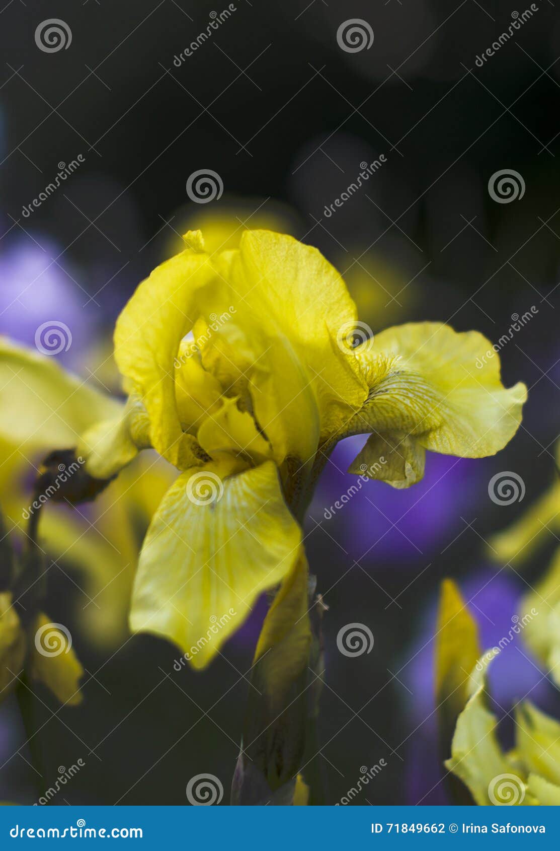 Flowering Spring - Yellow Irises Stock Photo - Image of flowers, macro ...