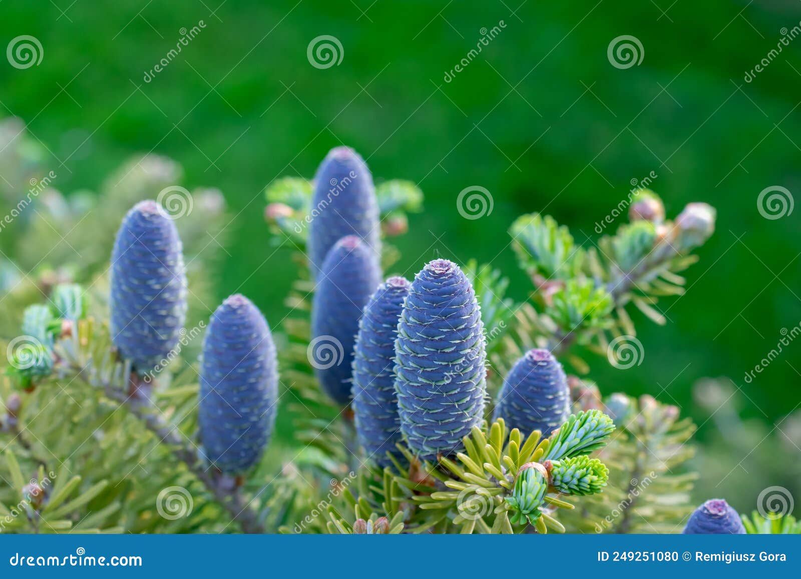 Flowering Spruce Cone, Silver Spruce Stock Photo - Image of background ...