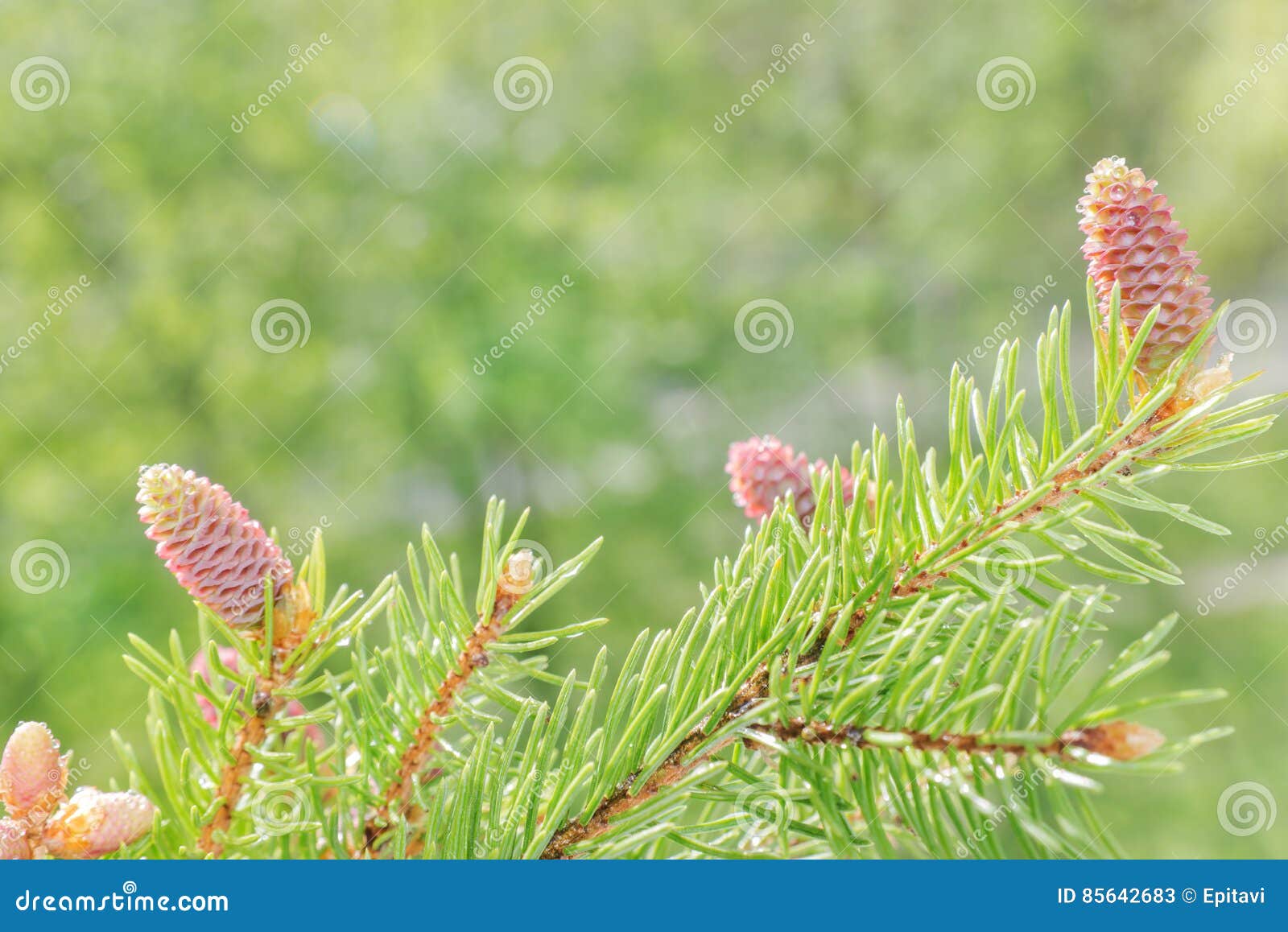 Flowering Spruce in Spring Forest Stock Image - Image of seasonal ...