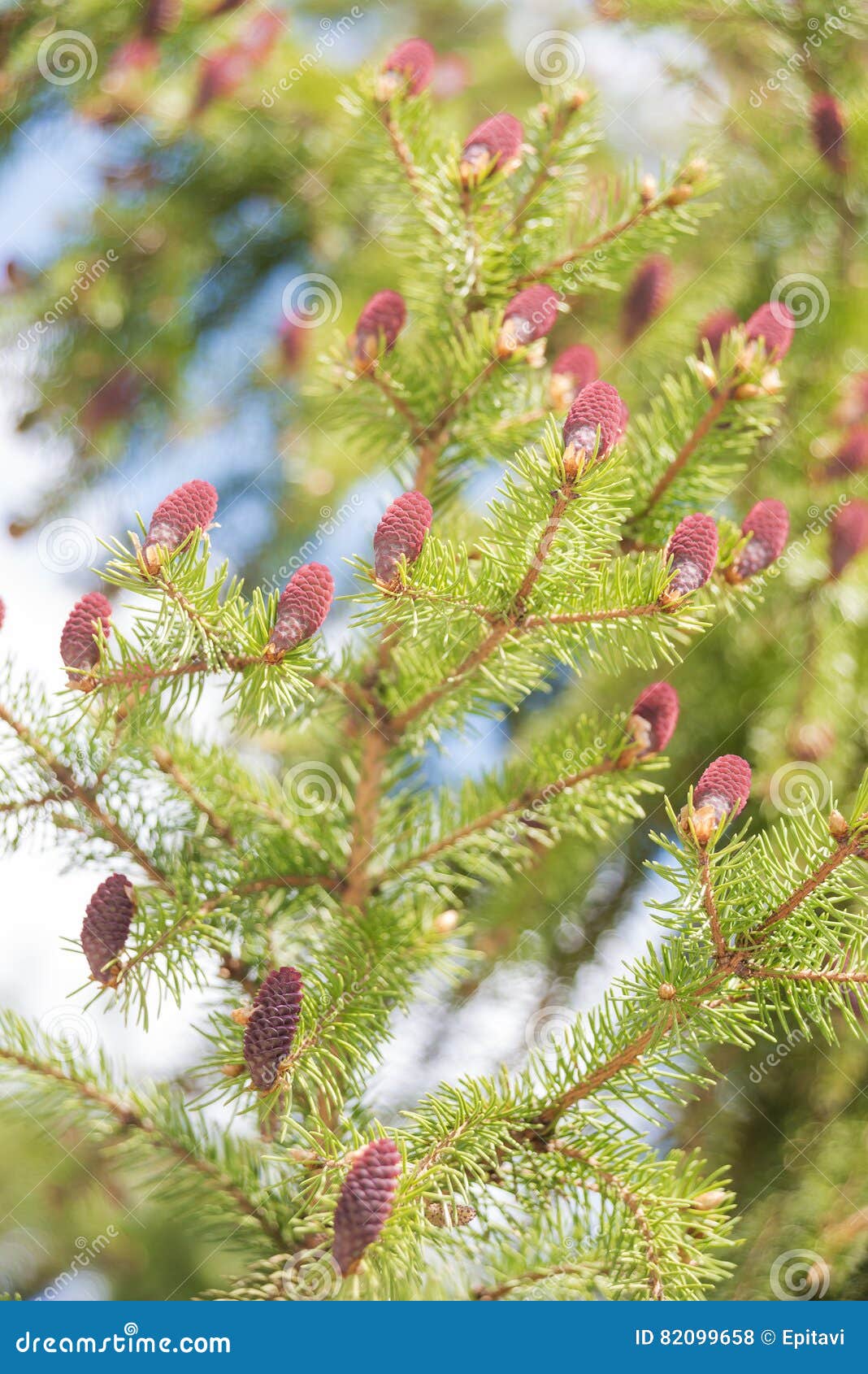 Flowering Spruce in Spring Forest Stock Photo - Image of needles ...