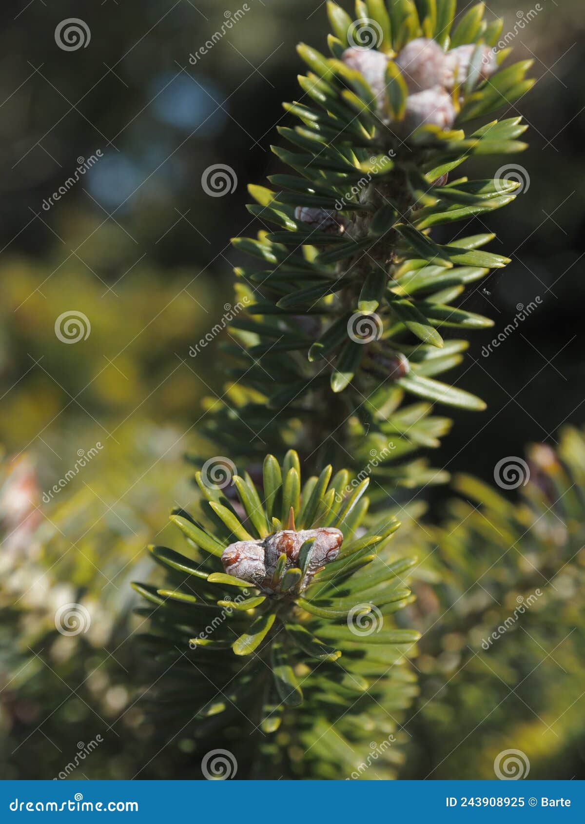 Flowering of a spruce tree stock image. Image of environment - 243908925