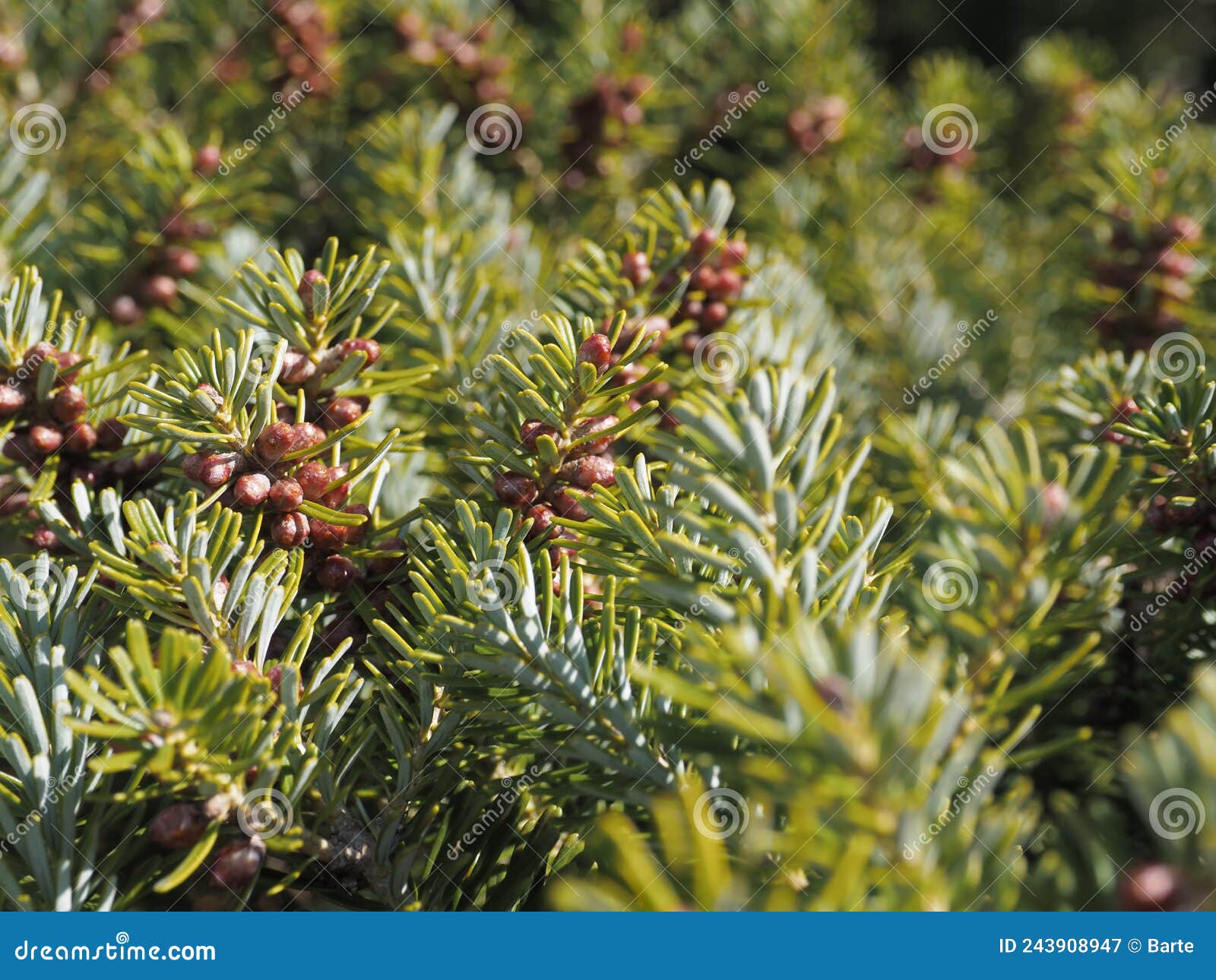 Flowering of a spruce tree stock image. Image of growth - 243908947