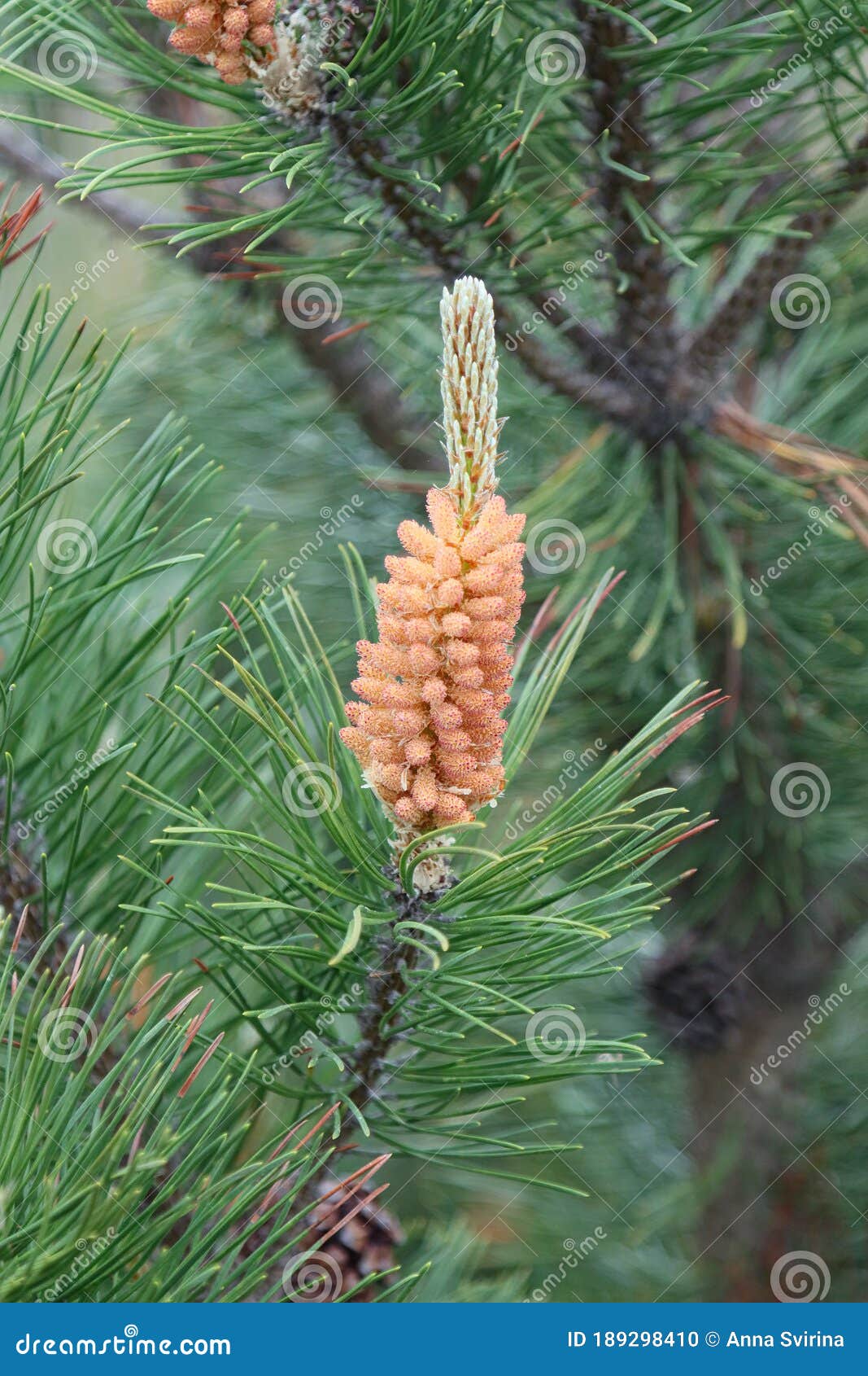 Flowering spruce tree stock photo. Image of spruce, park - 189298410