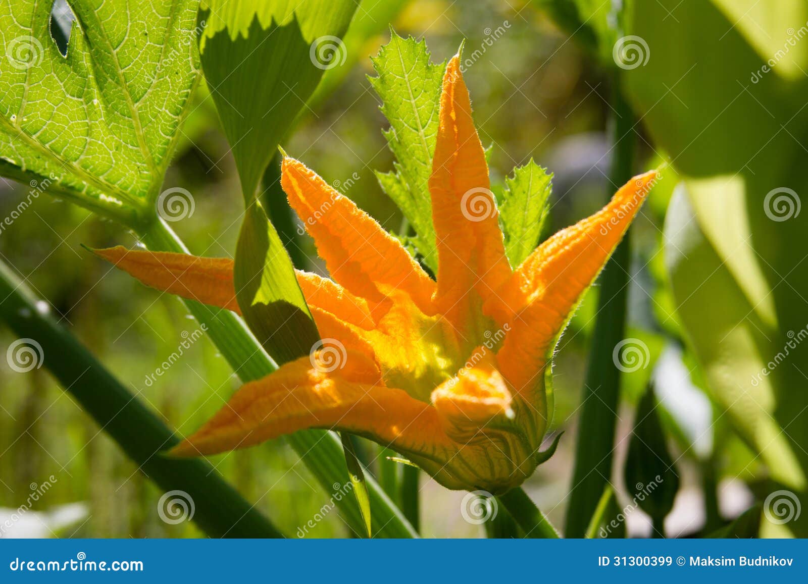 Flowering squash plant stock image. Image of small, healthy - 31300399