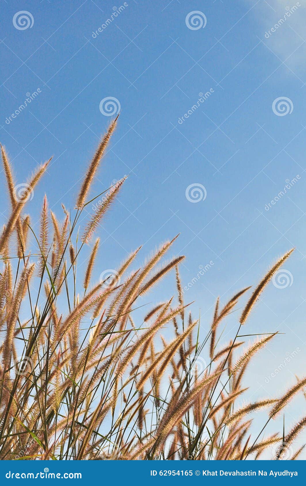 Flowering stems stock image. Image of reed, grass, flowering - 62954165