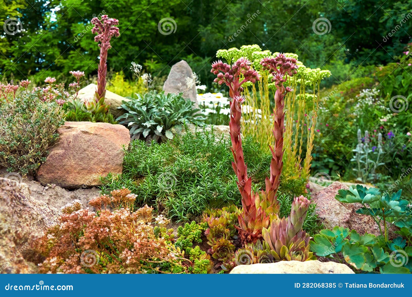 Flowering Stone Rose Sempervivum in Landscape Design Stock Image ...
