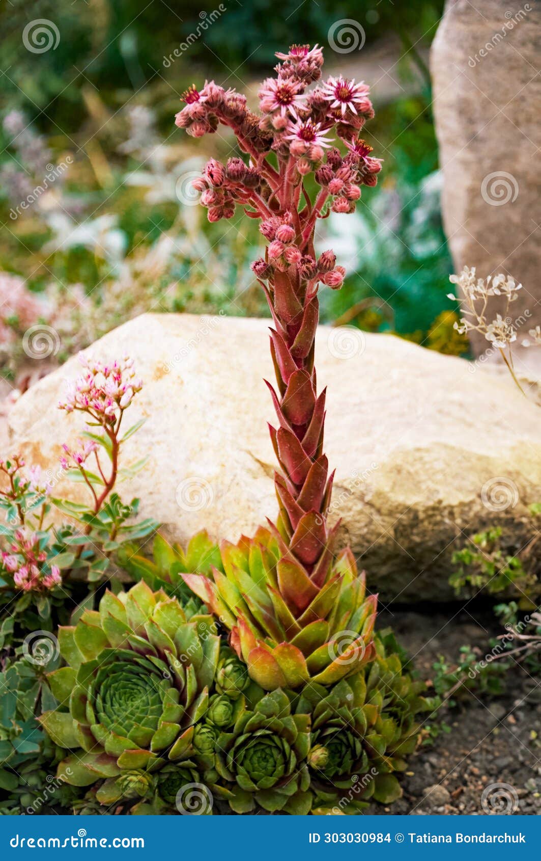 Flowering Stone Rose Sempervivum in Landscape Design Stock Photo ...