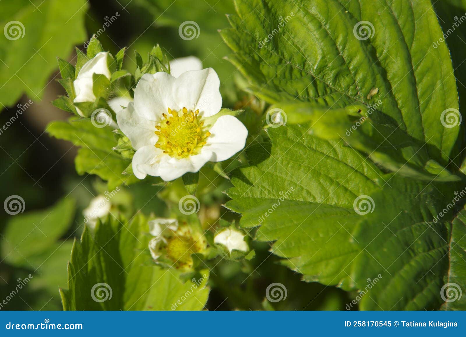 Flowering Strawberries with Small White Flowers Stock Image - Image of ...