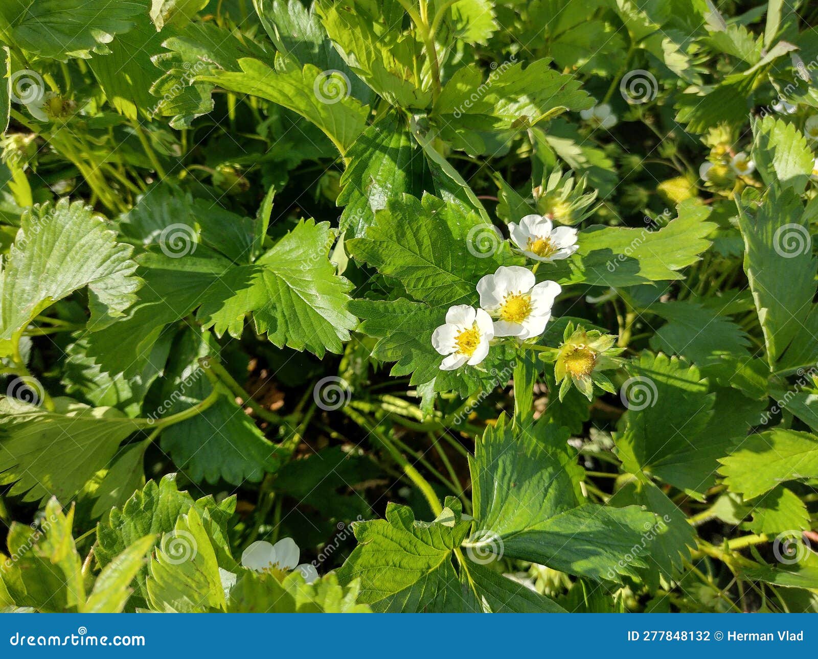 Flowering Strawberry Plant in the Spring Stock Photo - Image of ...