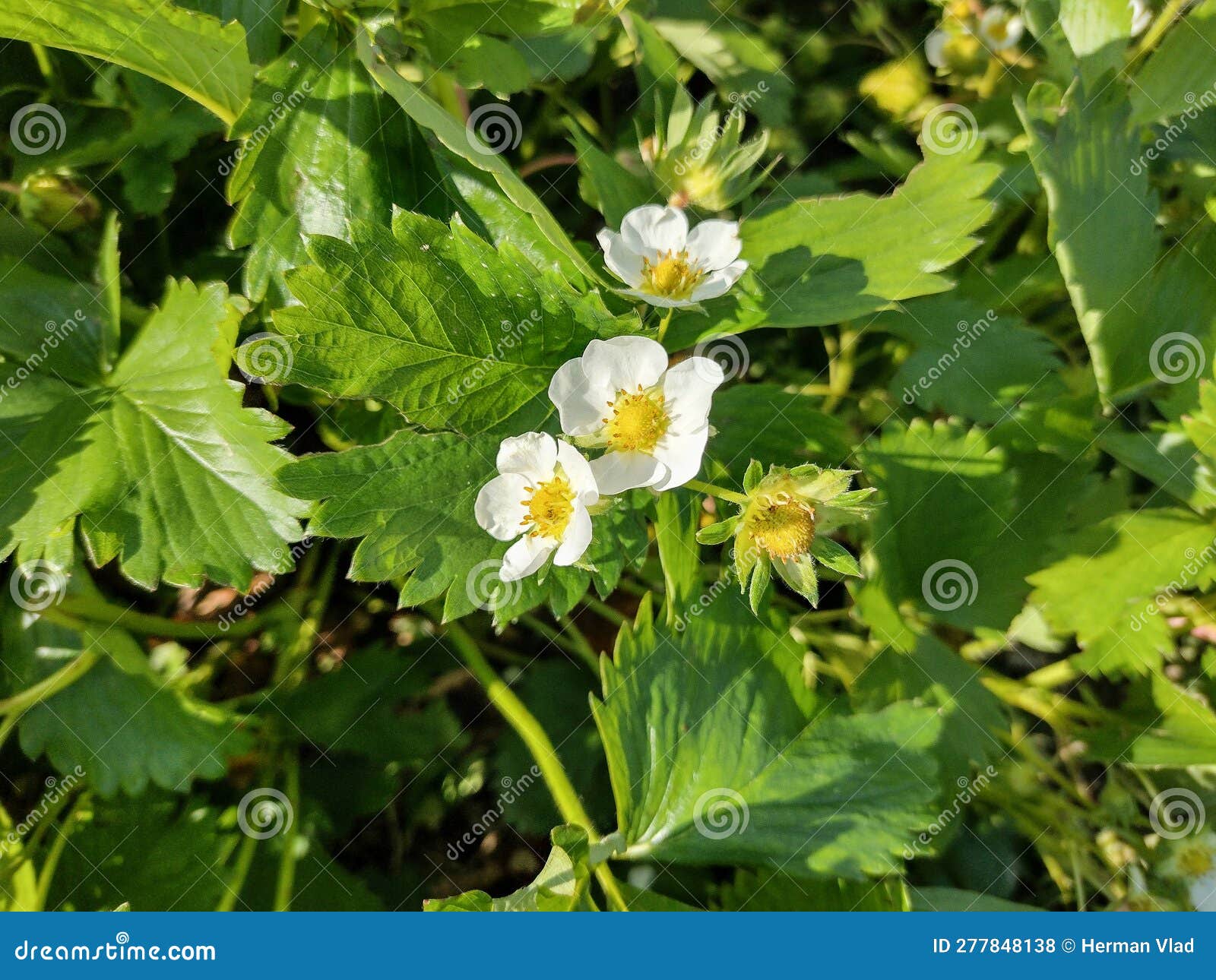 Flowering Strawberry Plant in the Spring Stock Photo - Image of flower ...
