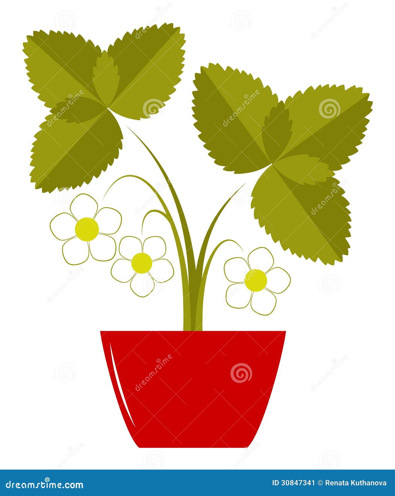 Flowering Strawberry in Pot Stock Vector - Illustration of foliage ...