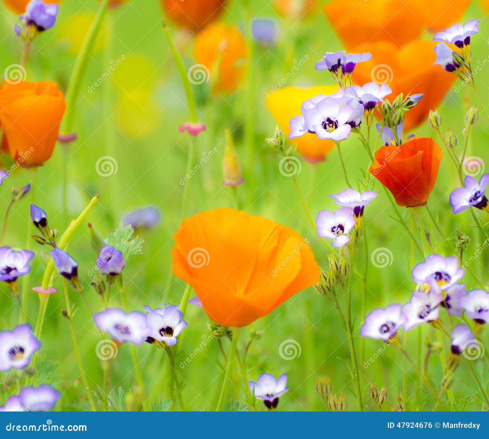 Flowering Summer Medow stock photo. Image of blooming - 47924676