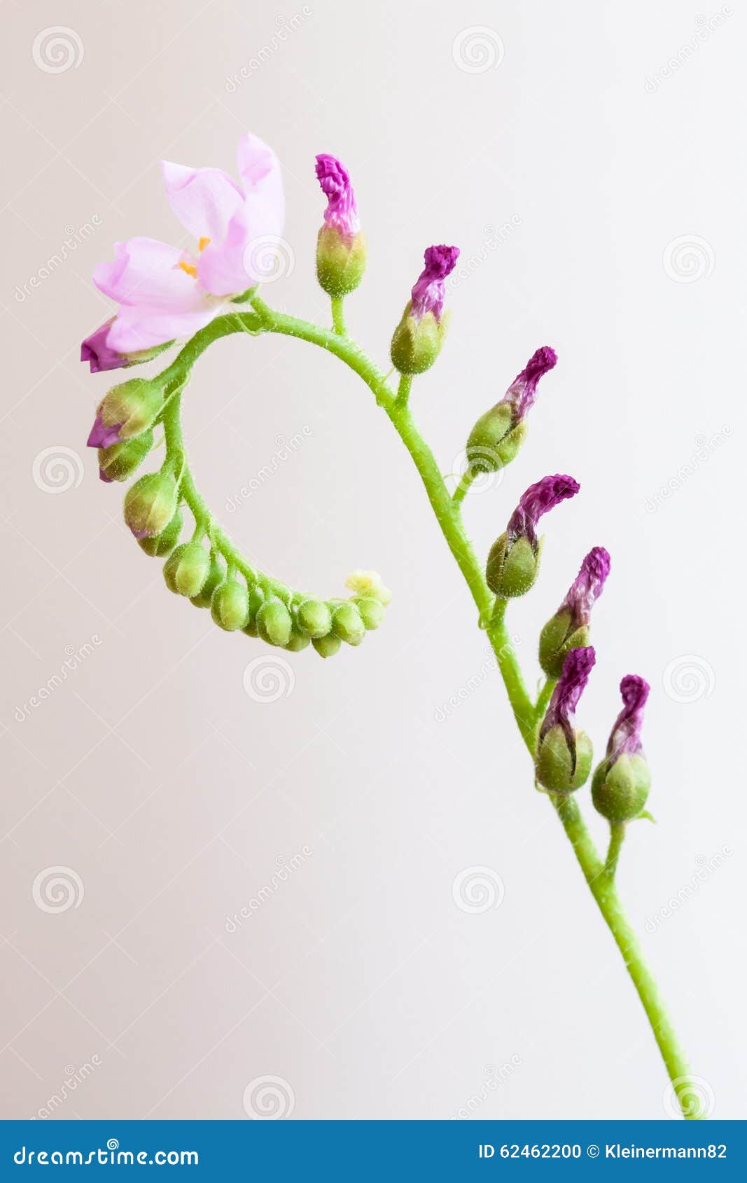 Flowering of Sundew (Drosera Capensis) Stock Photo - Image of exotic ...
