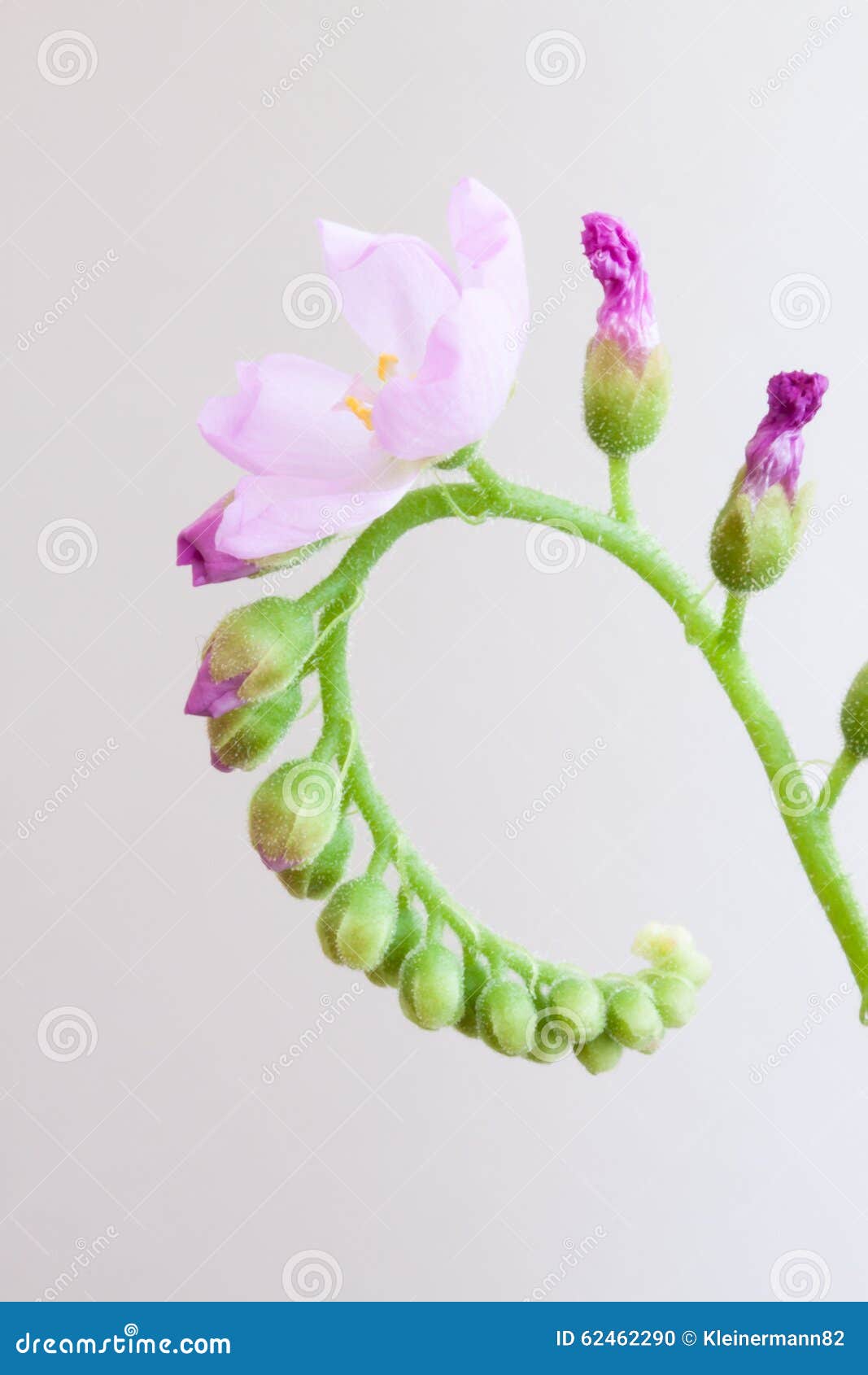 Flowering of Sundew (Drosera Capensis) Stock Photo - Image of flora ...